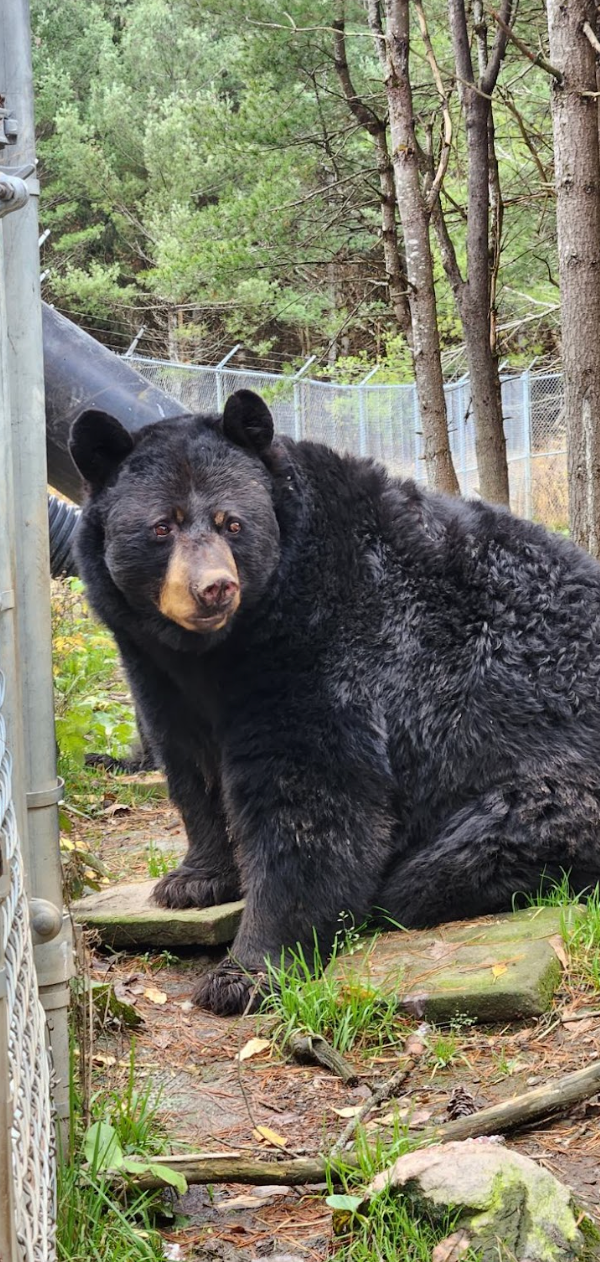 Symbolic Adoption Kit - Paddington the black bear | Aspen Valley ...