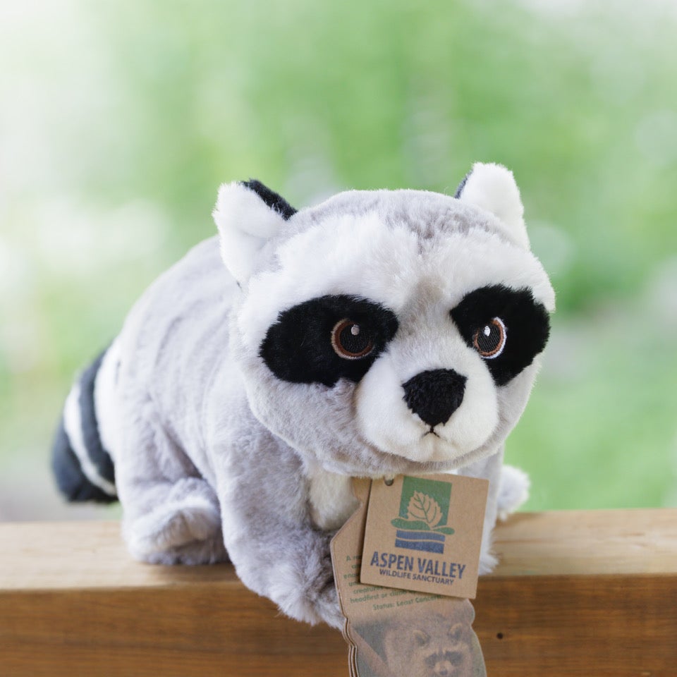 Stuffie, raccoon | Aspen Valley Wildlife Sanctuary