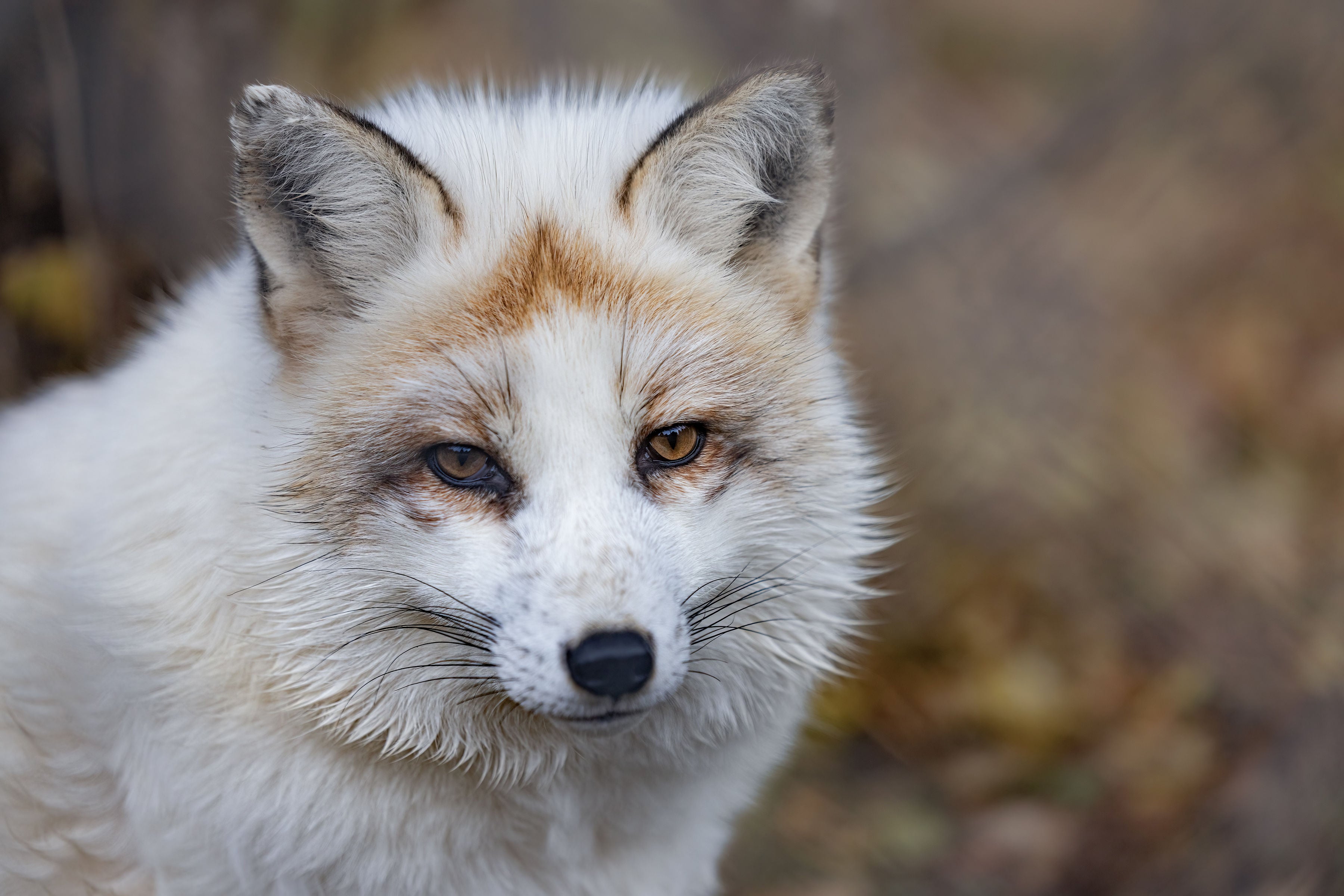 Symbolic Adoption Kit - Candle the red fox | Aspen Valley Wildlife ...