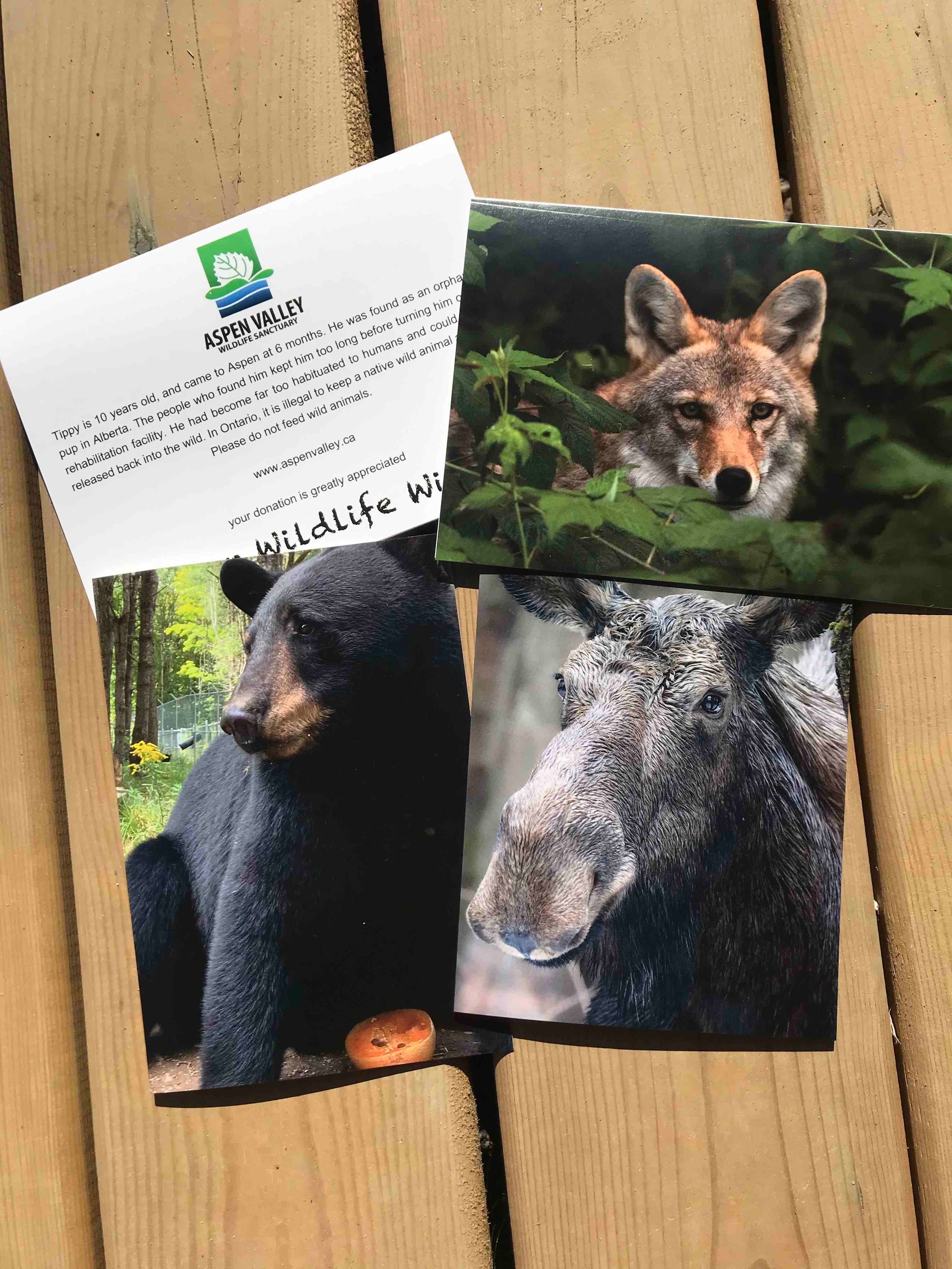 Permanent Resident Note Cards S/6 | Aspen Valley Wildlife Sanctuary