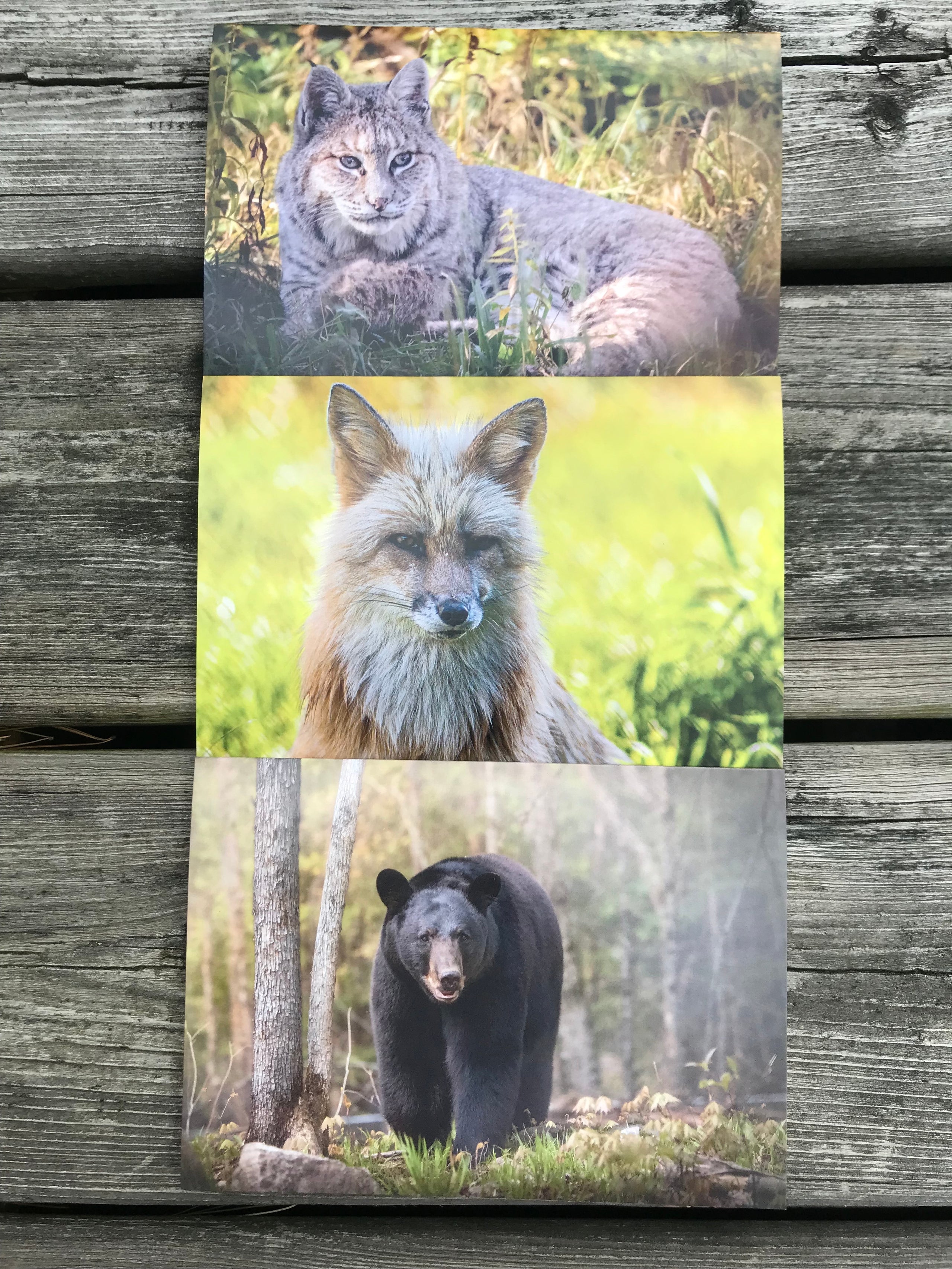 Permanent Resident Note Cards S/6 | Aspen Valley Wildlife Sanctuary