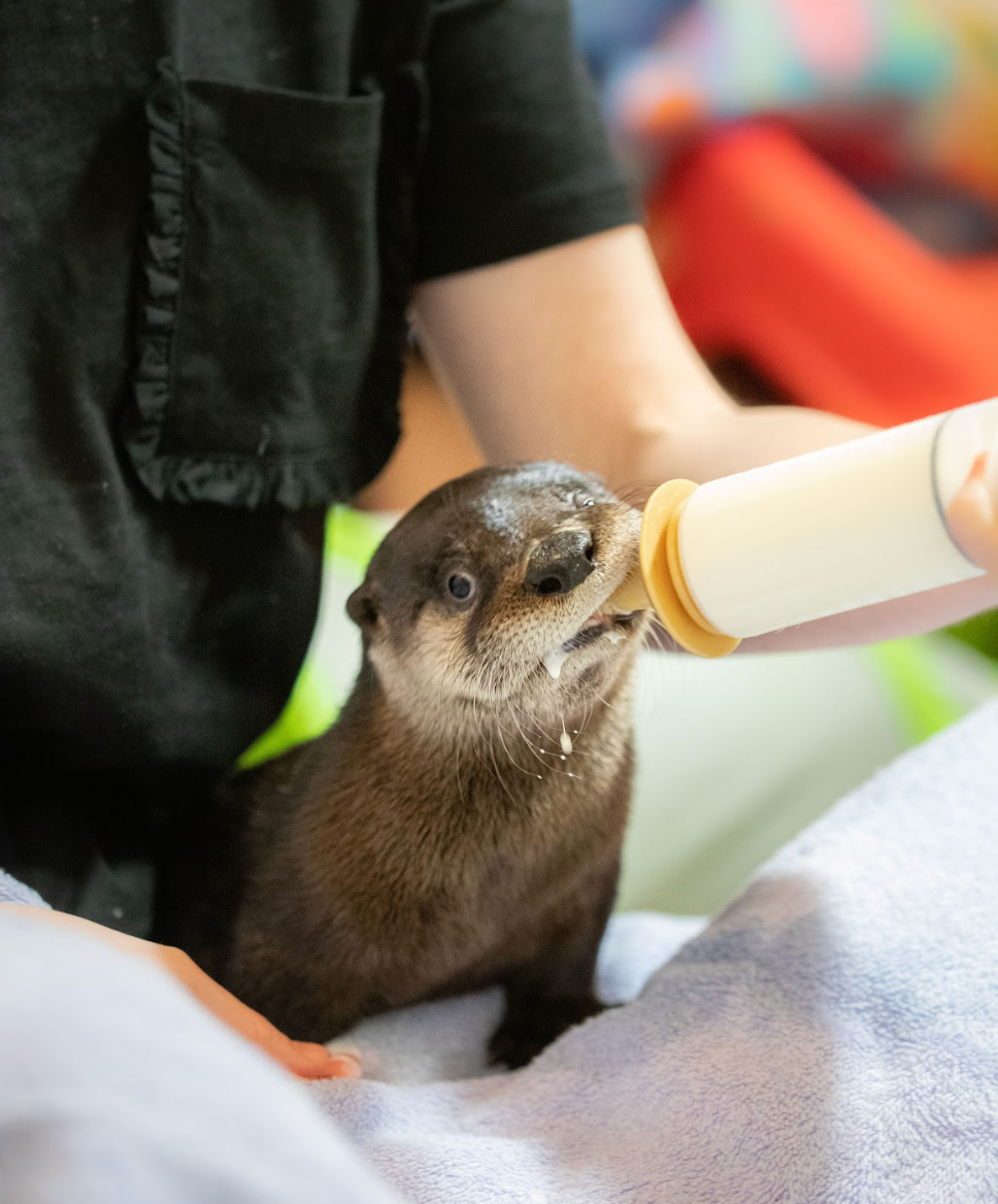 Symbolic Adoption Kit - otter pup - via email | Aspen Valley Wildlife Sanctuary