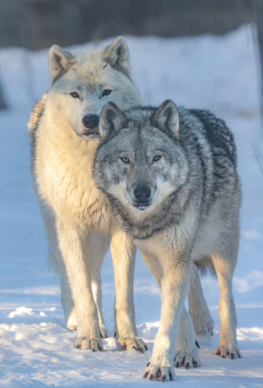 Symbolic Adoption Kit - the wolf pack - via Canada Post | Aspen Valley ...